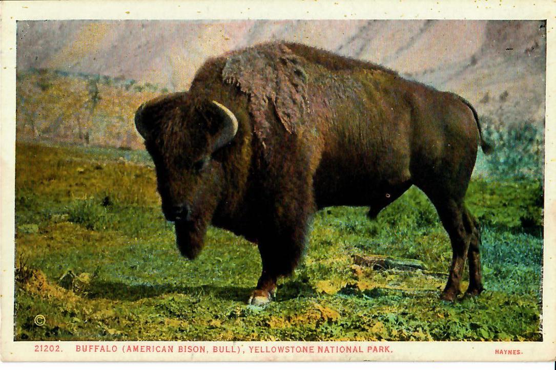 The buffalo series | betsybeadhead